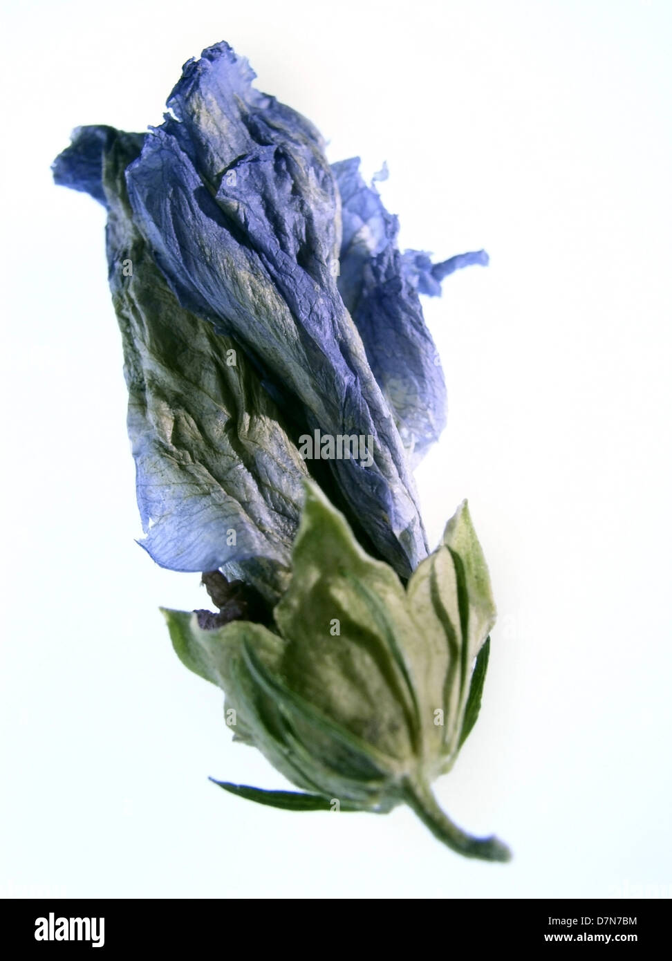 dried blue hibiscus flower bud on white, ©mak Stock Photo - Alamy