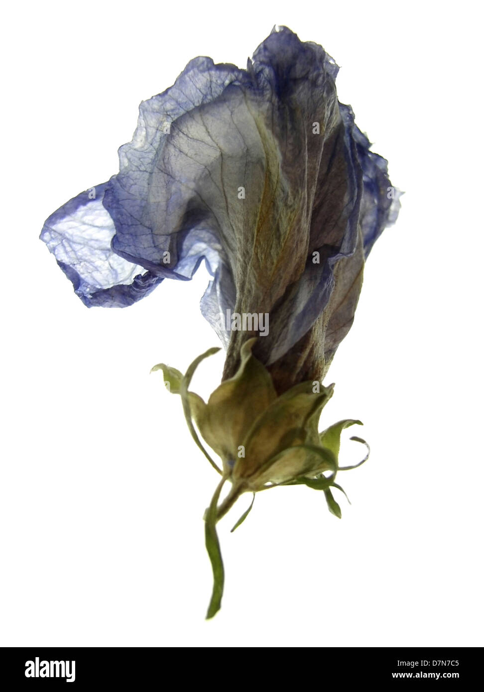 dried flower bud on white, ©mak Stock Photo - Alamy