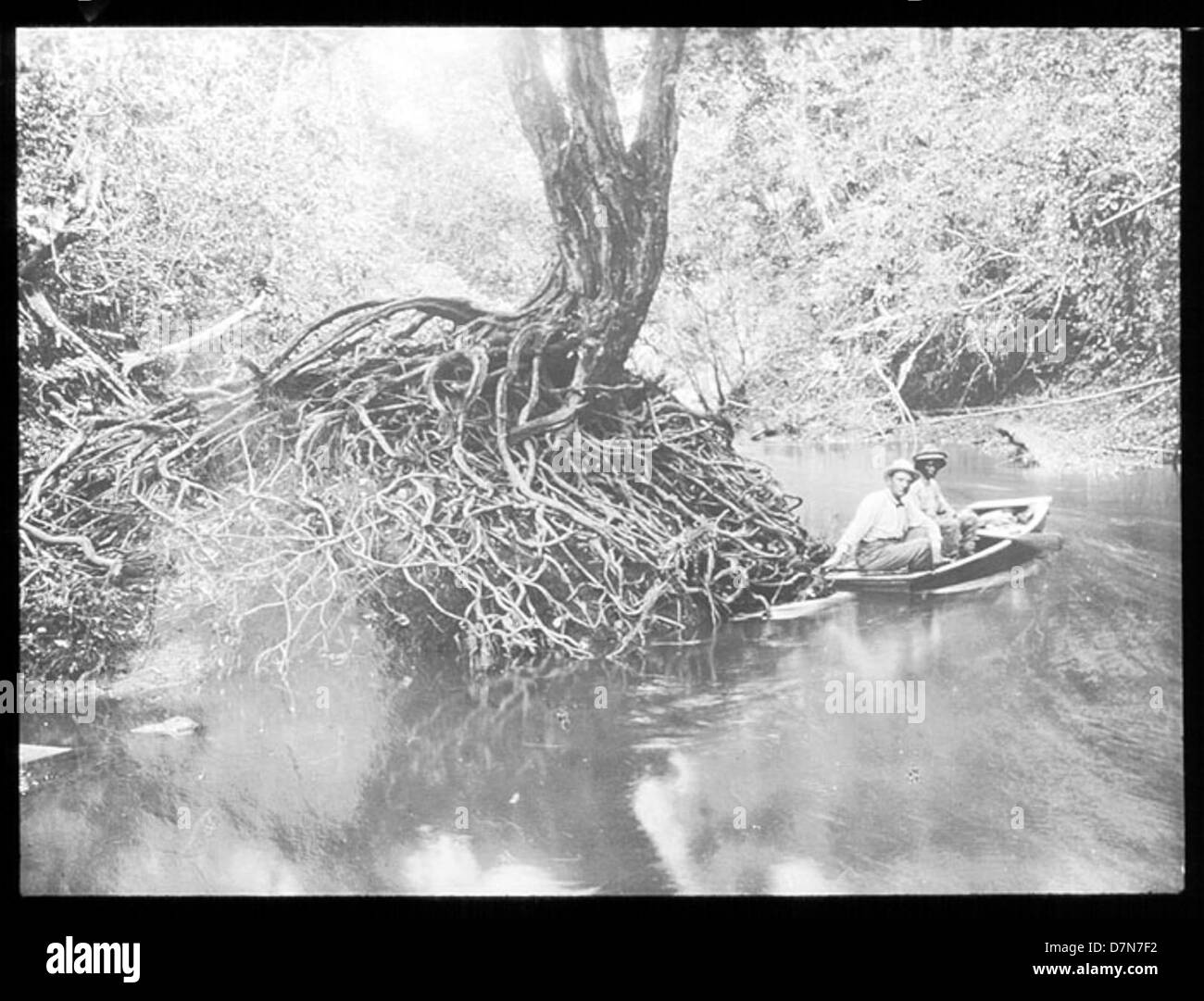 Central root system Black and White Stock Photos & Images - Alamy