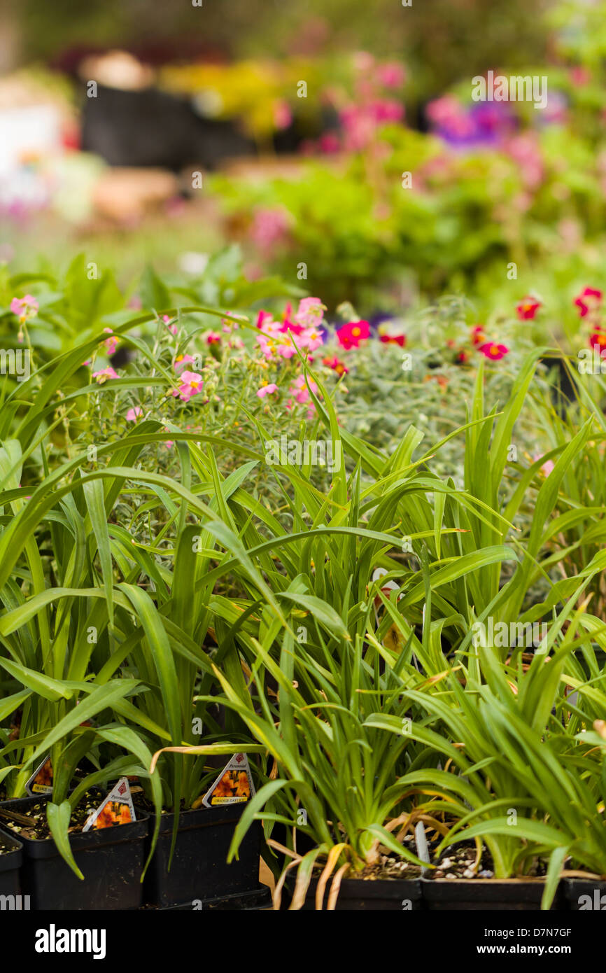 Spring flowers on display at local nursery Stock Photo - Alamy