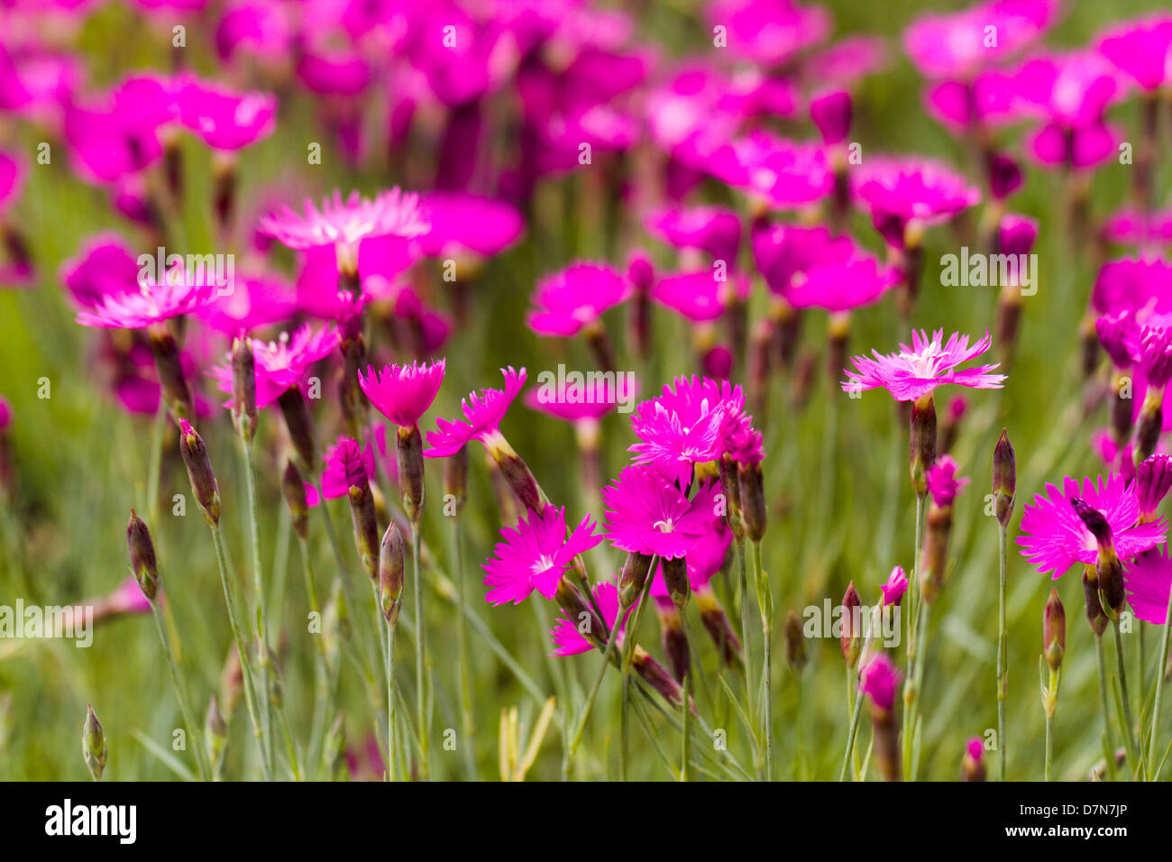 Spring flowers on display at local nursery Stock Photo - Alamy
