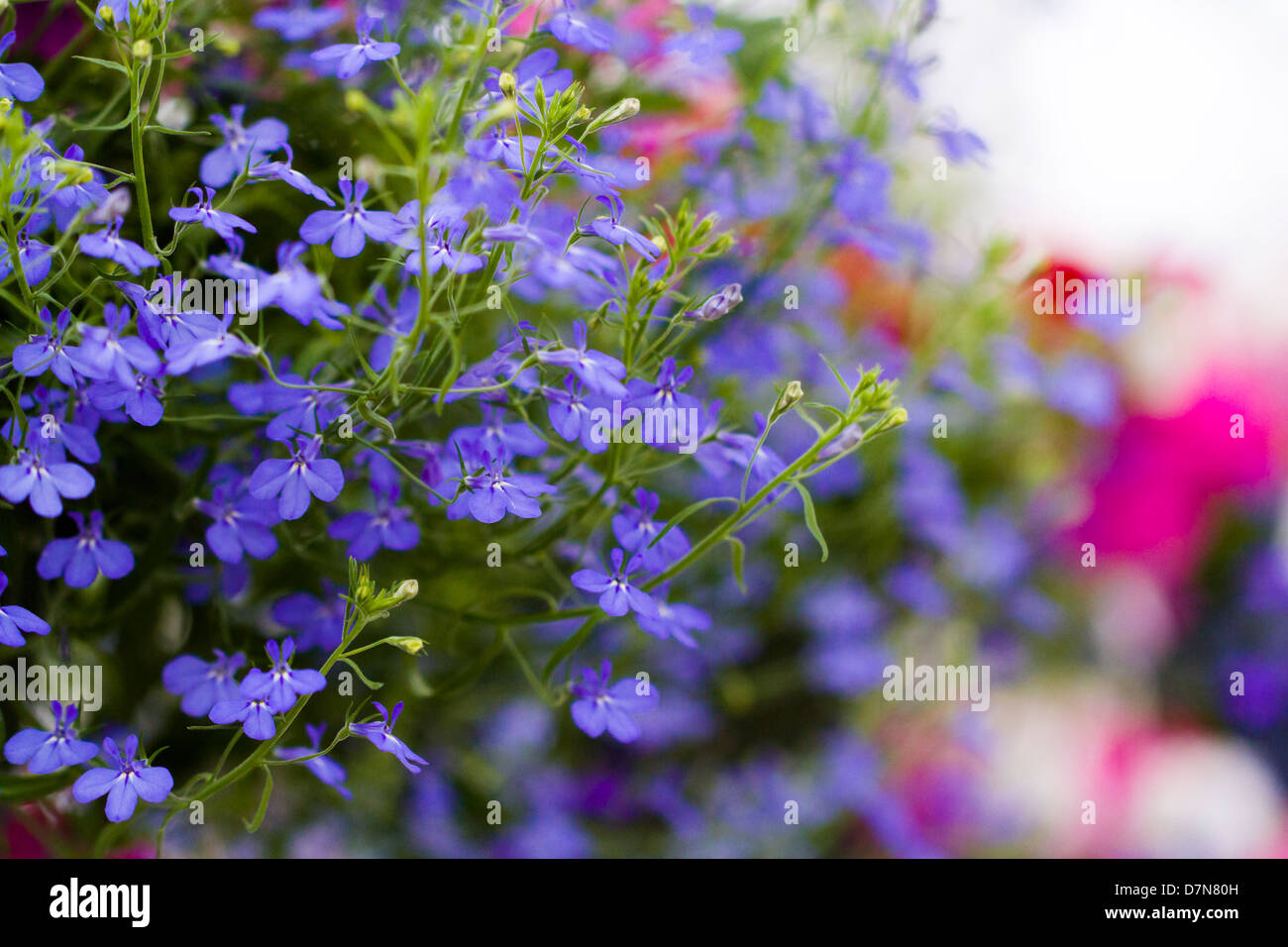 Spring flowers on display at local nursery Stock Photo - Alamy
