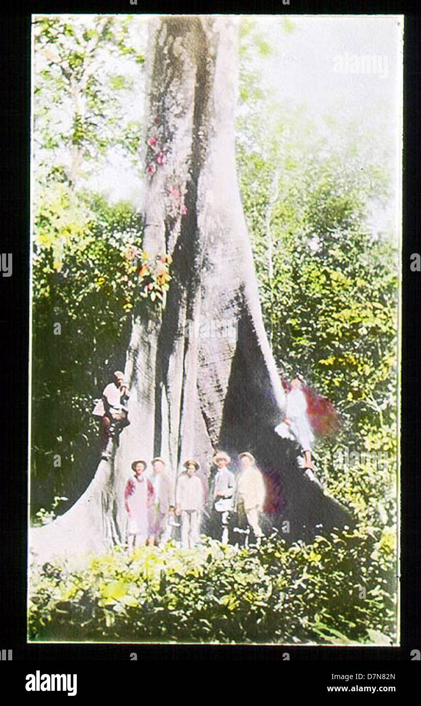 Large Spanish cedar tree Stock Photo - Alamy