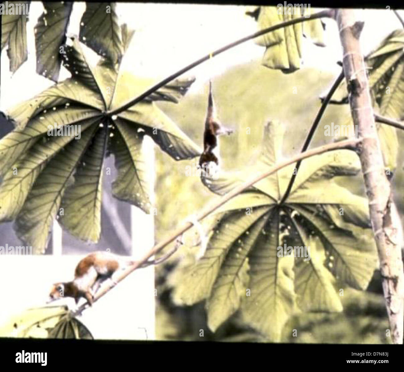 This photograph shows two woolly opossums in their natural habitat on ...