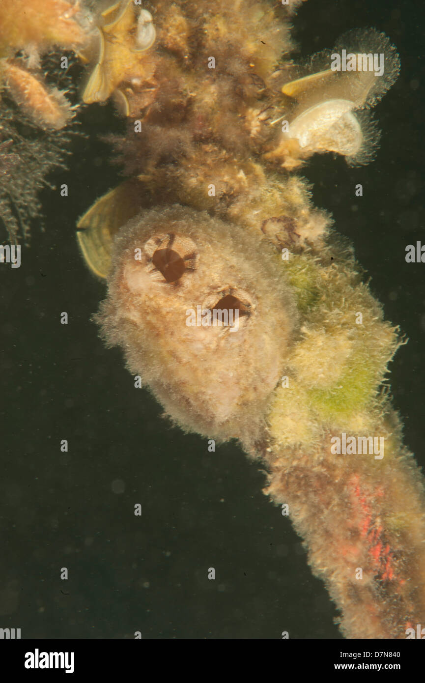 Ascidiacea hi-res stock photography and images - Alamy