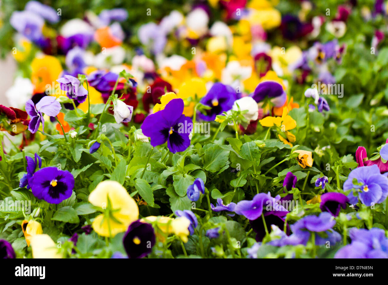 Spring flowers on display at local nursery Stock Photo - Alamy