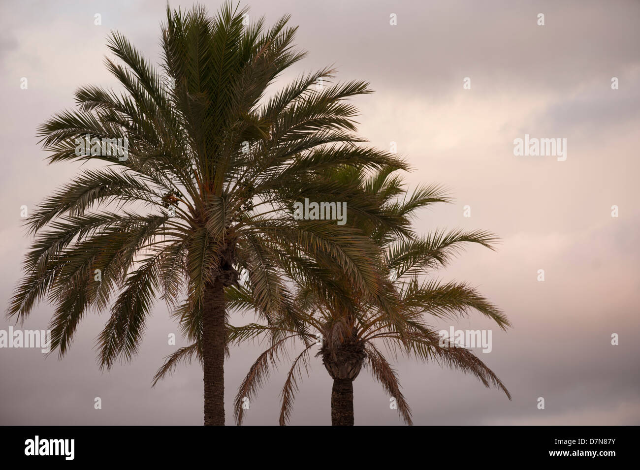 Palm trees, Spain Stock Photo - Alamy