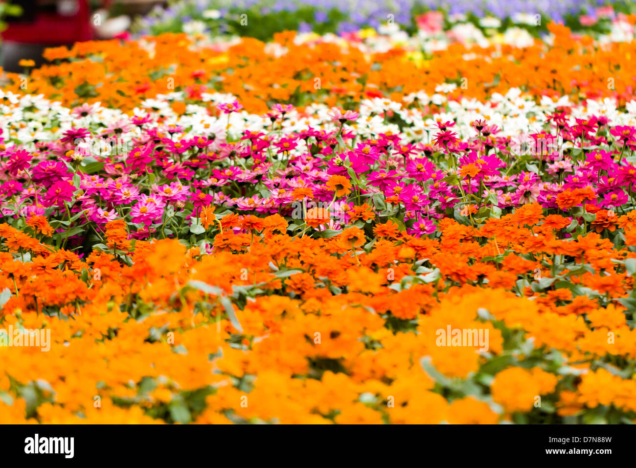 Spring flowers on display at local nursery Stock Photo - Alamy