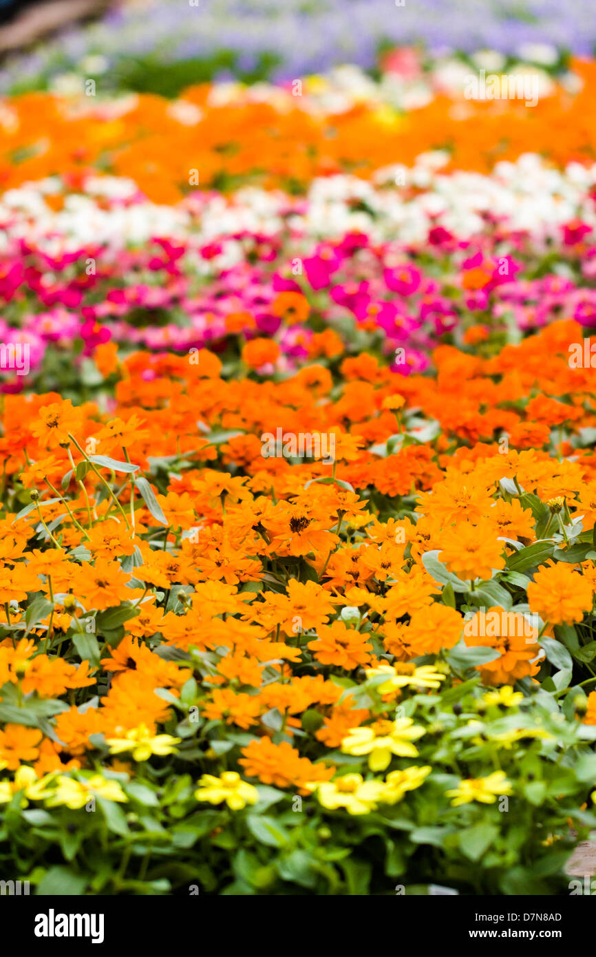 Spring flowers on display at local nursery Stock Photo - Alamy