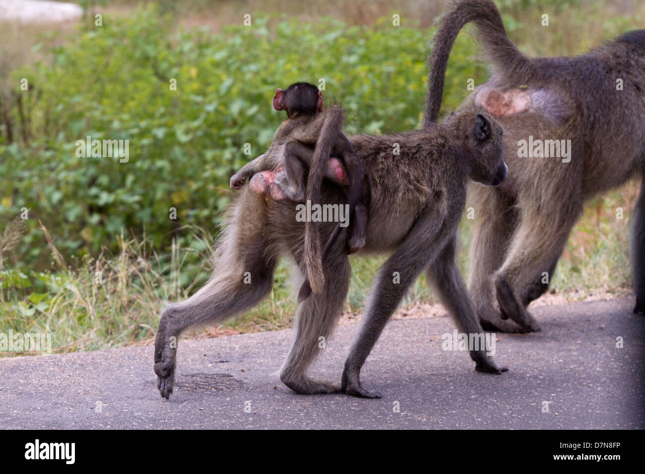 3 Baboons with baby hitching a ride Stock Photo - Alamy