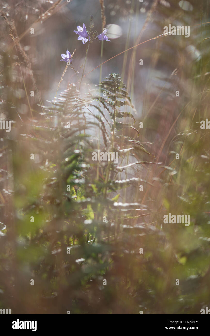 Green plants obtain most of their energy from sunlight via photosynthe ...
