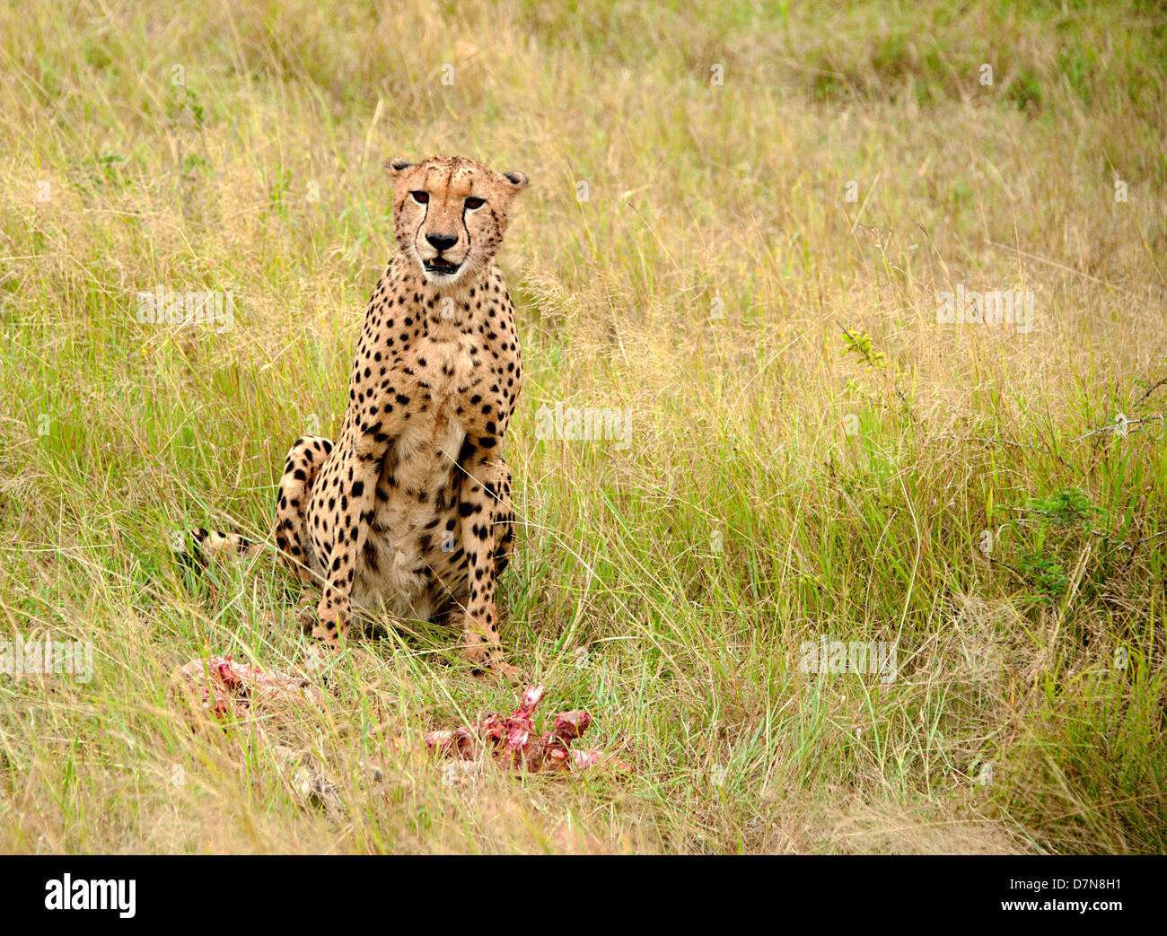 Cheetah prey hi-res stock photography and images - Alamy