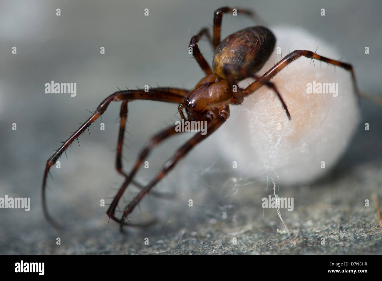 Evertebrates hi-res stock photography and images - Alamy
