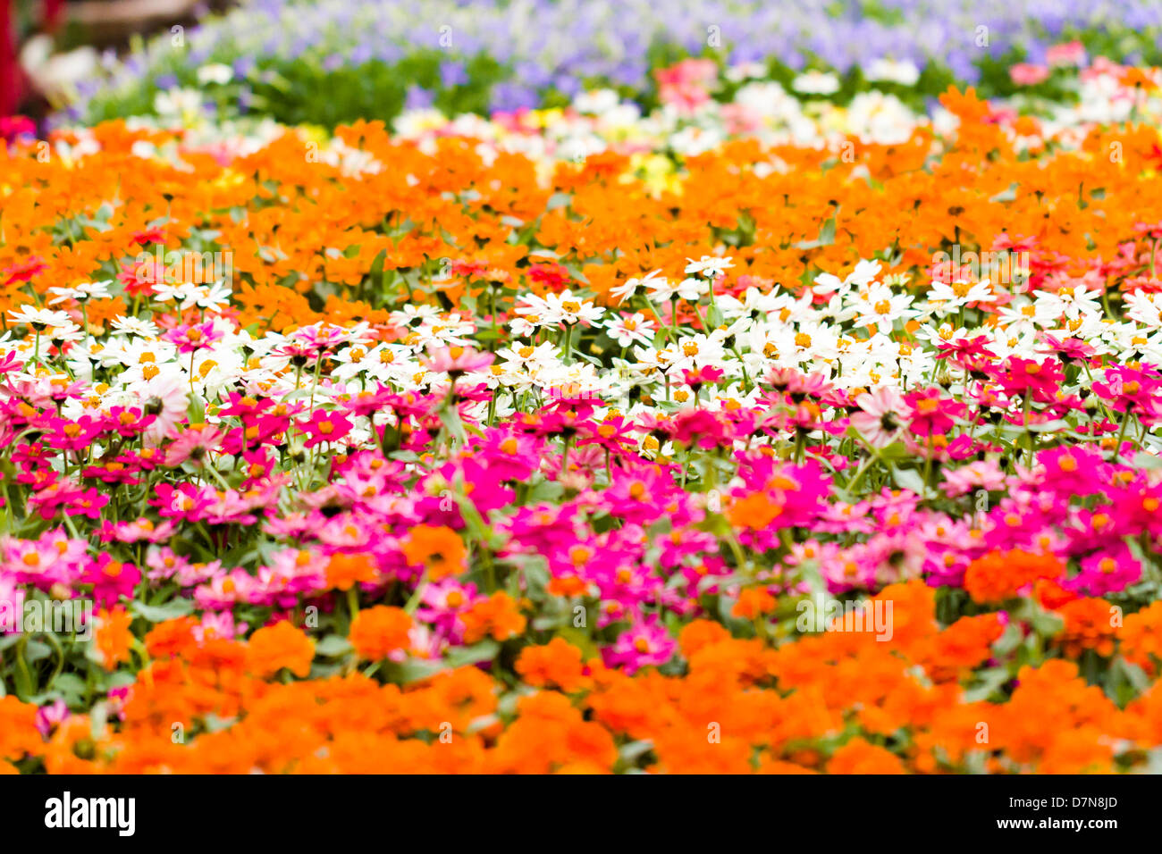 Spring flowers on display at local nursery Stock Photo - Alamy