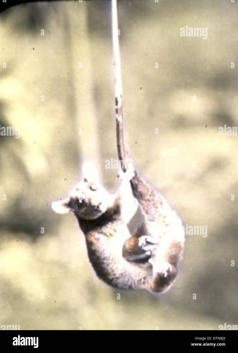 Wooly opossum hanging by its tail Stock Photo - Alamy