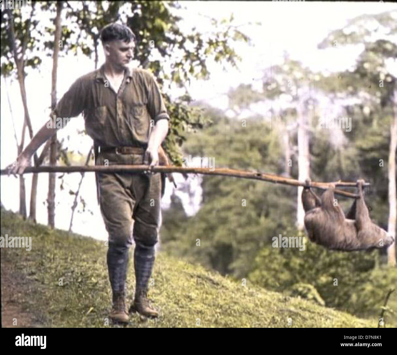 Two-toed sloth hanging on a stick Stock Photo - Alamy