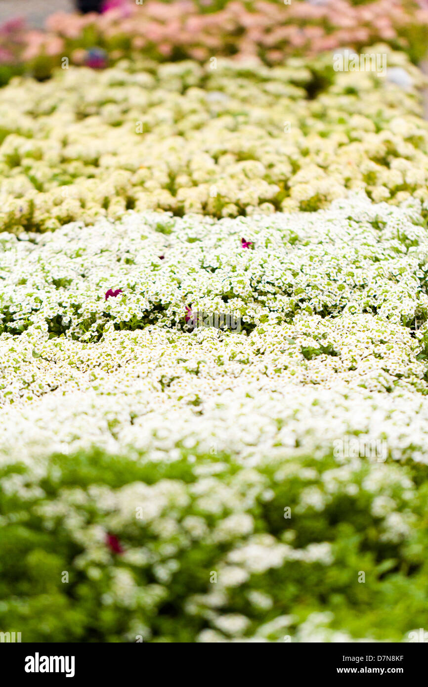 Spring flowers on display at local nursery Stock Photo - Alamy