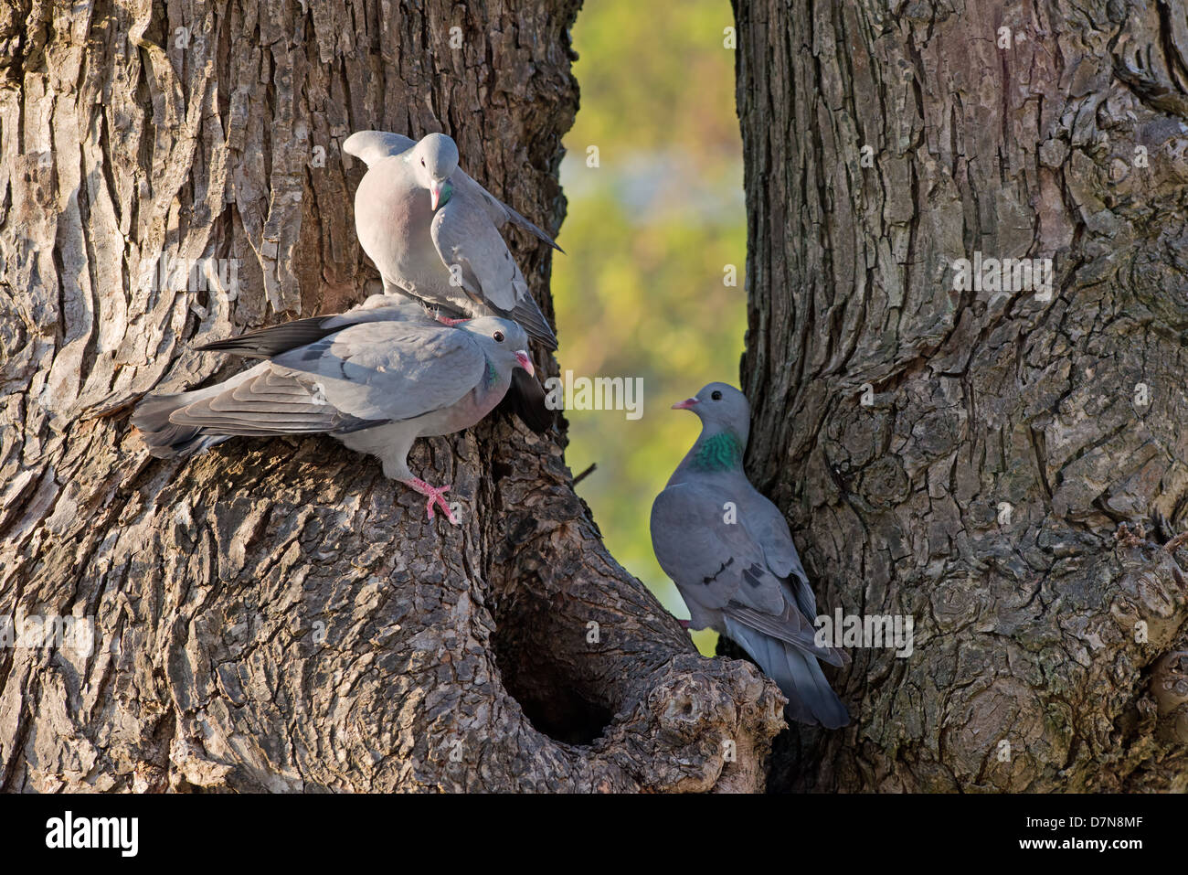Three Stock Doves, Columba oenas, Fight For Teritory. Spring. UK Stock ...