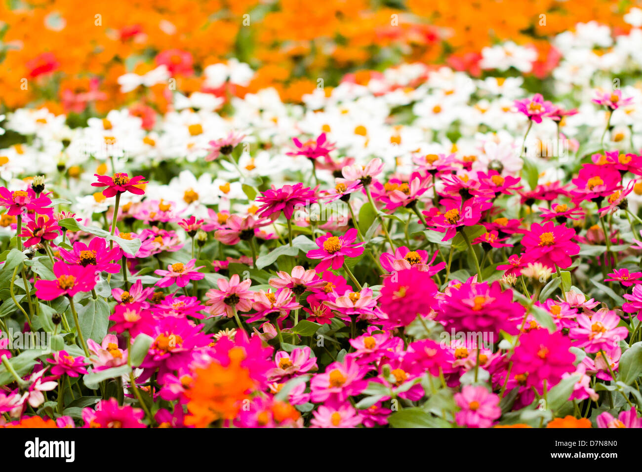 Spring flowers on display at local nursery Stock Photo - Alamy