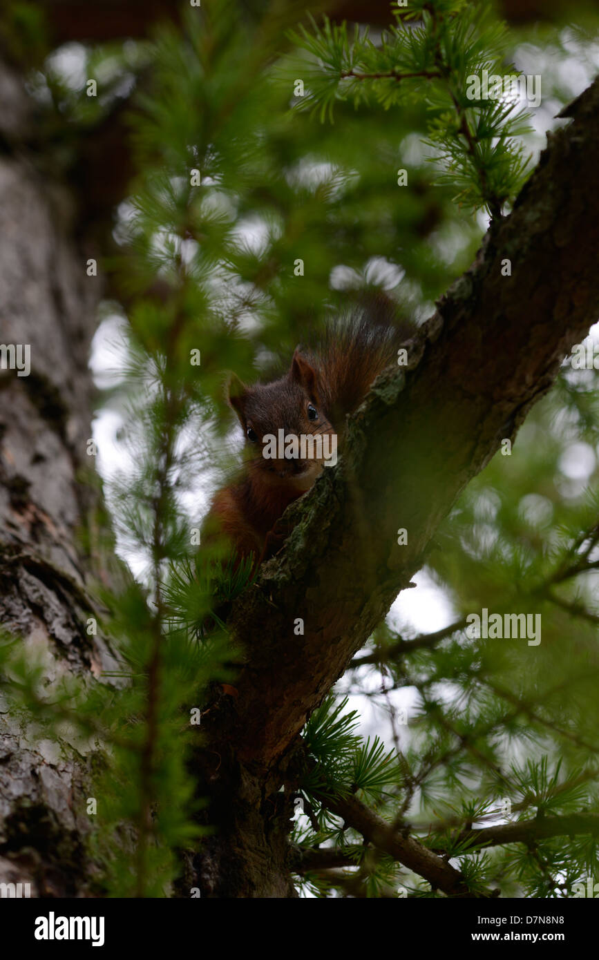 Squirrel activity hi-res stock photography and images - Alamy