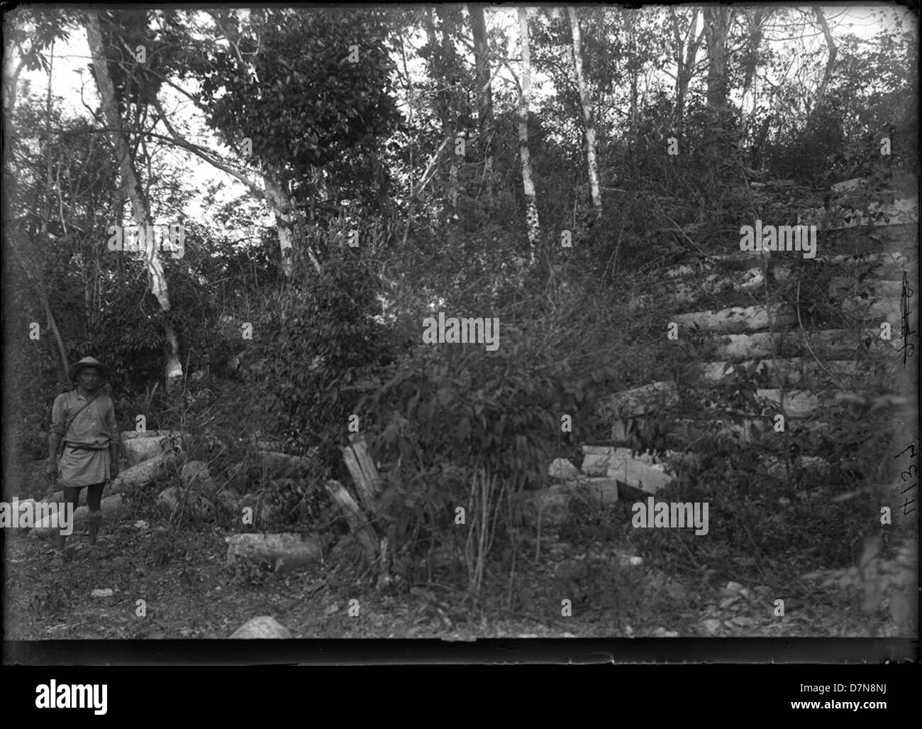 A photograph from an 1898-1899 botanical expedition showing a man ...