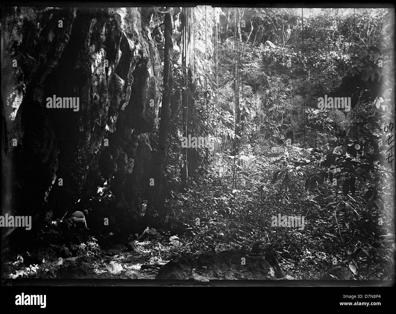 Haiti forest hi-res stock photography and images - Alamy