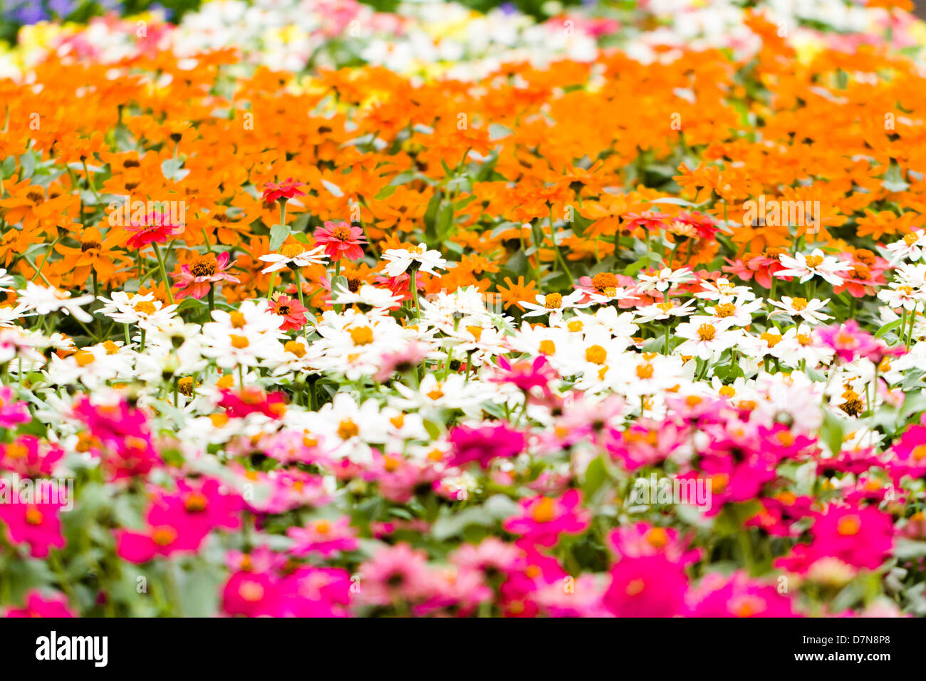 Spring flowers on display at local nursery Stock Photo - Alamy