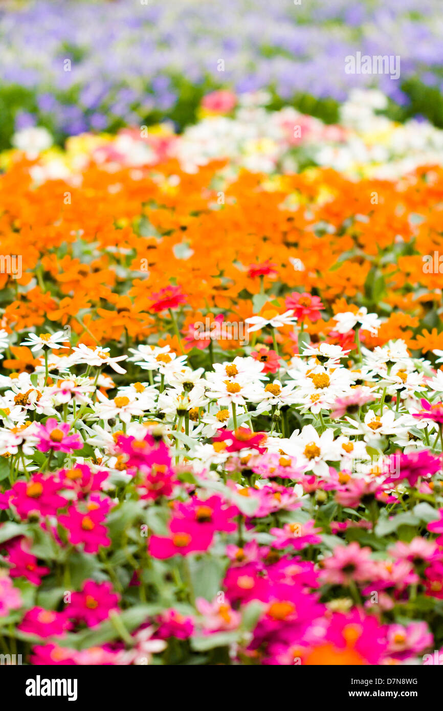 Spring flowers on display at local nursery Stock Photo - Alamy