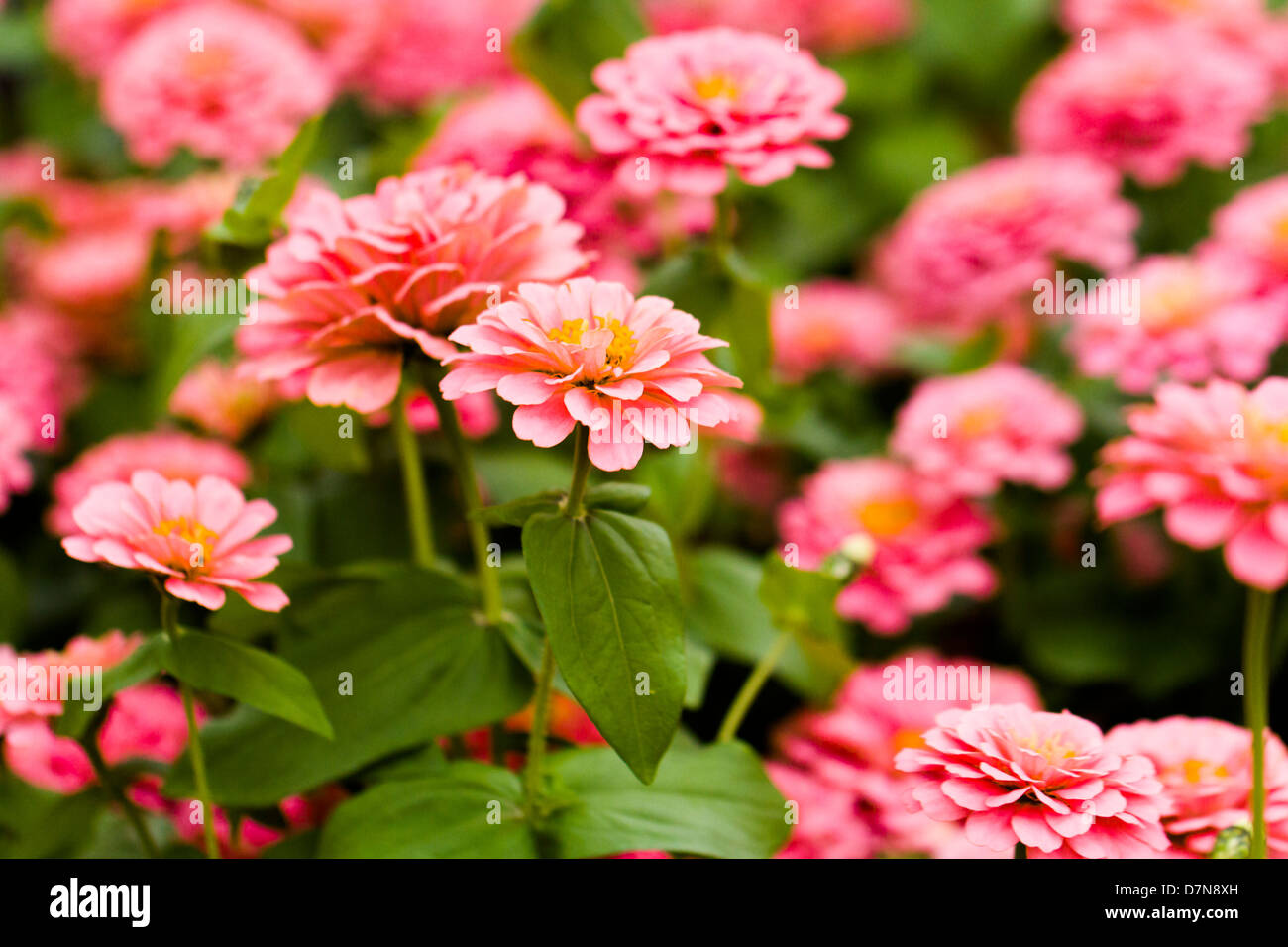 Spring flowers on display at local nursery Stock Photo - Alamy