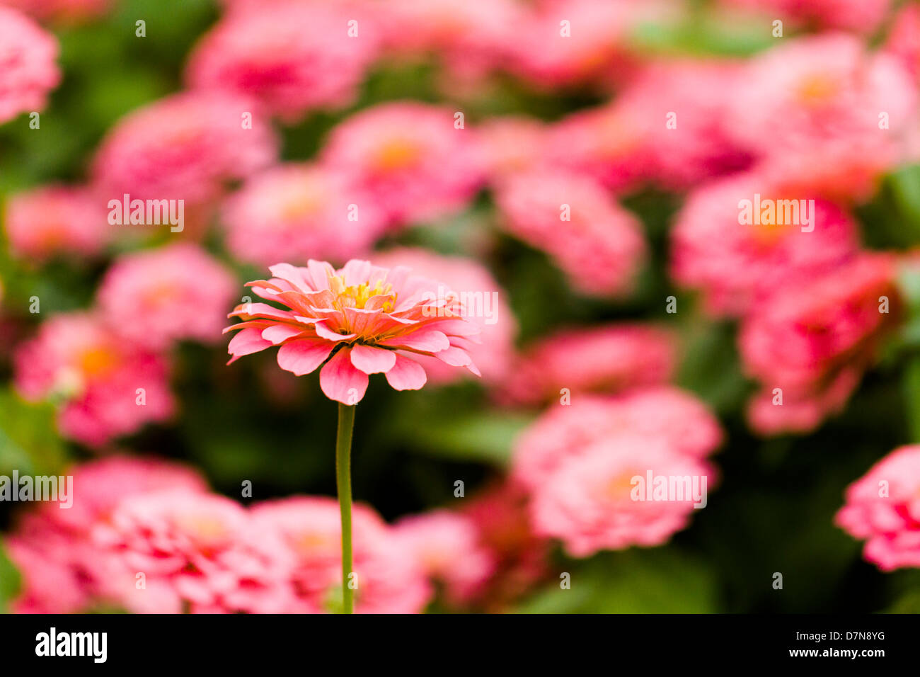 Spring flowers on display at local nursery Stock Photo - Alamy