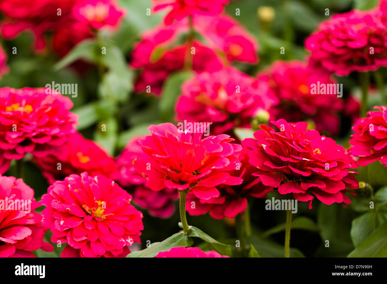 Spring flowers on display at local nursery Stock Photo - Alamy