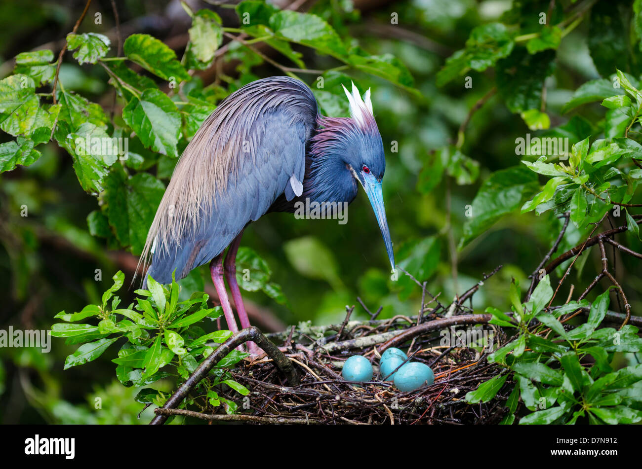 Heron Bird Egg at James Barry blog