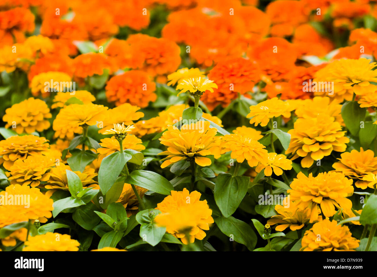 Spring flowers on display at local nursery Stock Photo - Alamy
