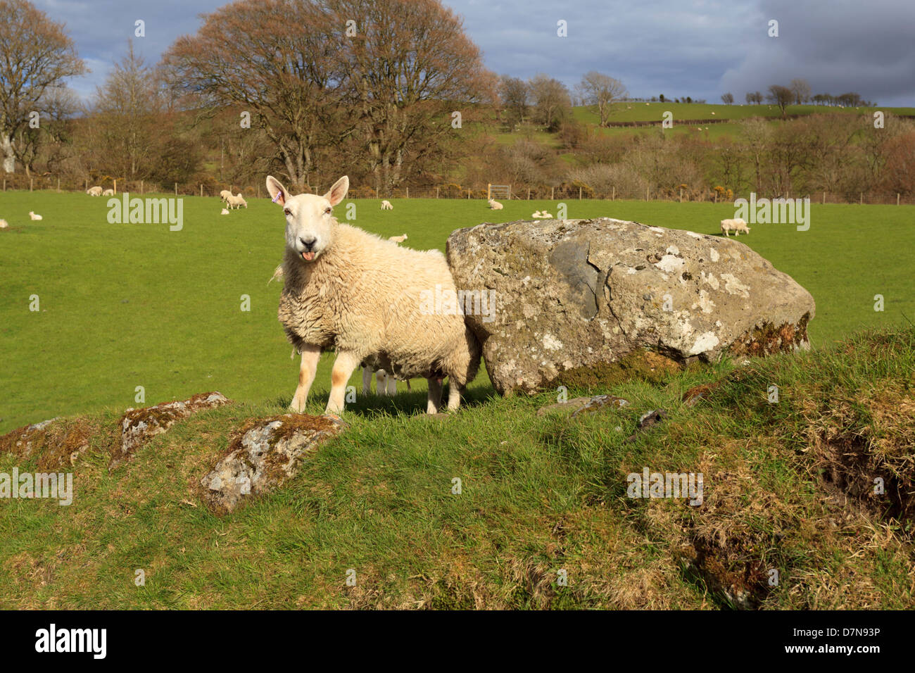 Sheep in Snowdonia Stock Photo - Alamy