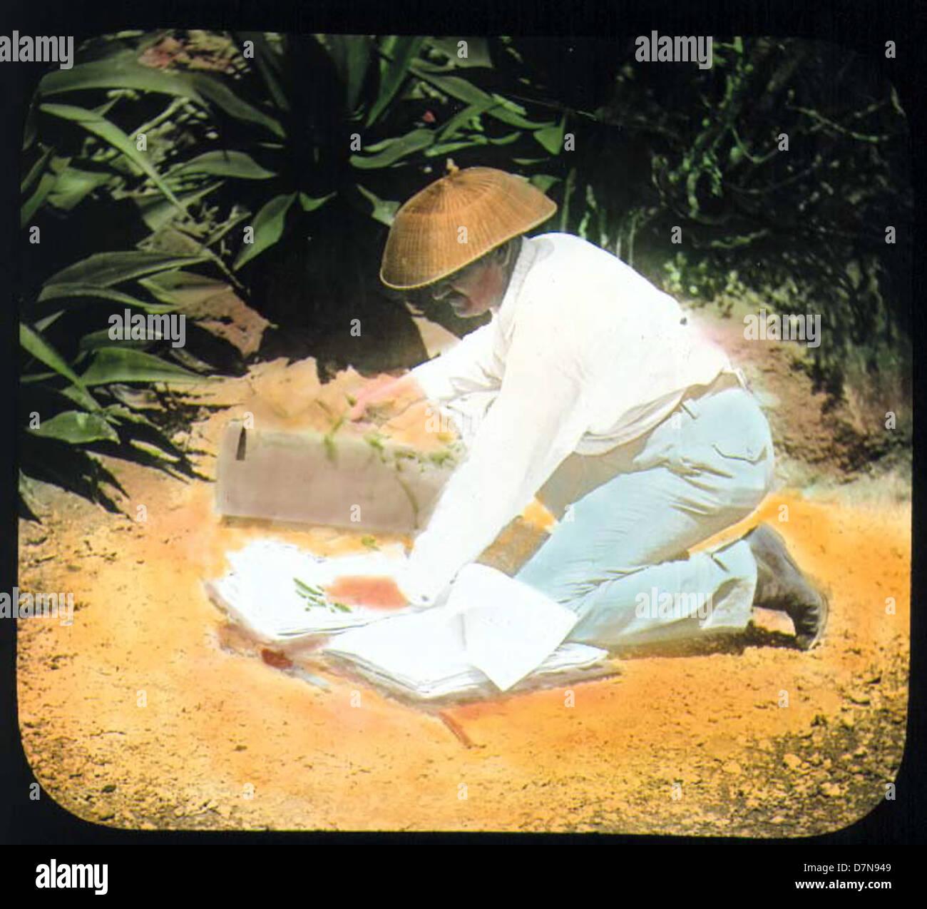 Botanist collecting and pressing plants Stock Photo - Alamy