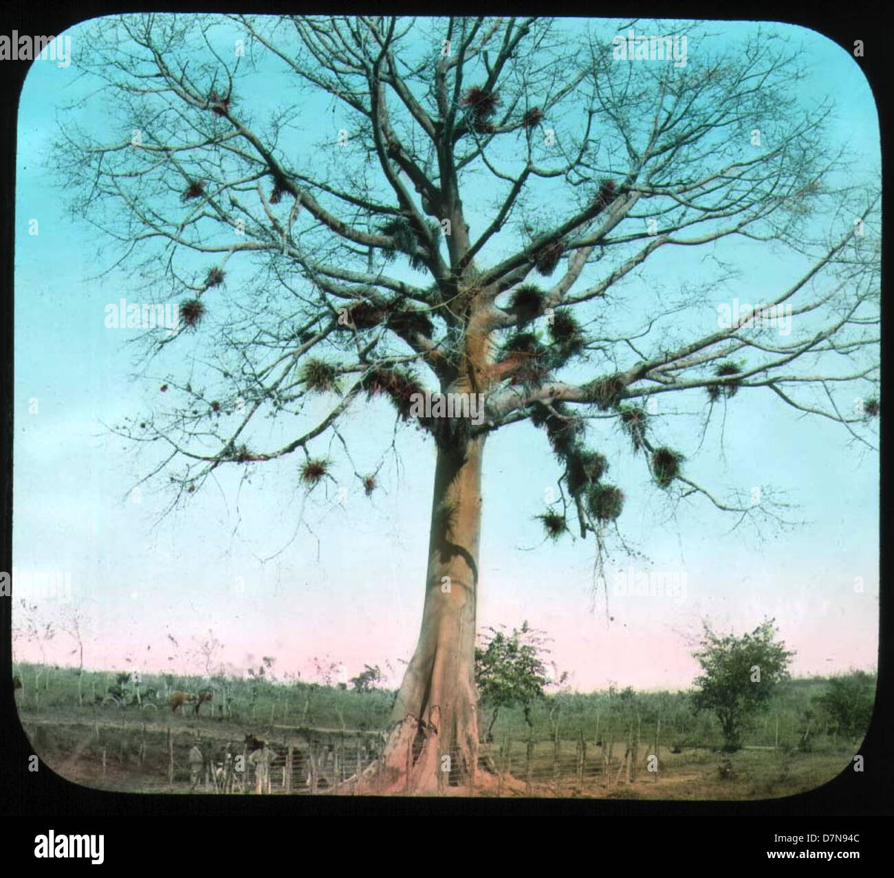 Botany historic hi-res stock photography and images - Alamy