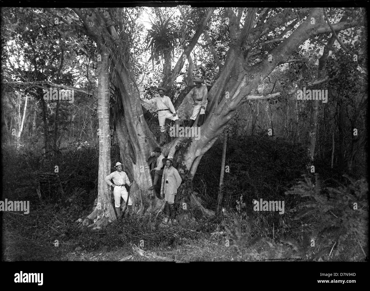 A group of men are posed in a large tree during an expedition in ...
