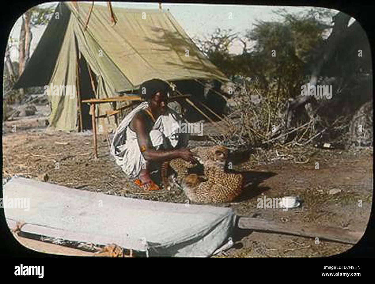 A Somali man is shown playing with two cheetah cubs in 1896. The image ...