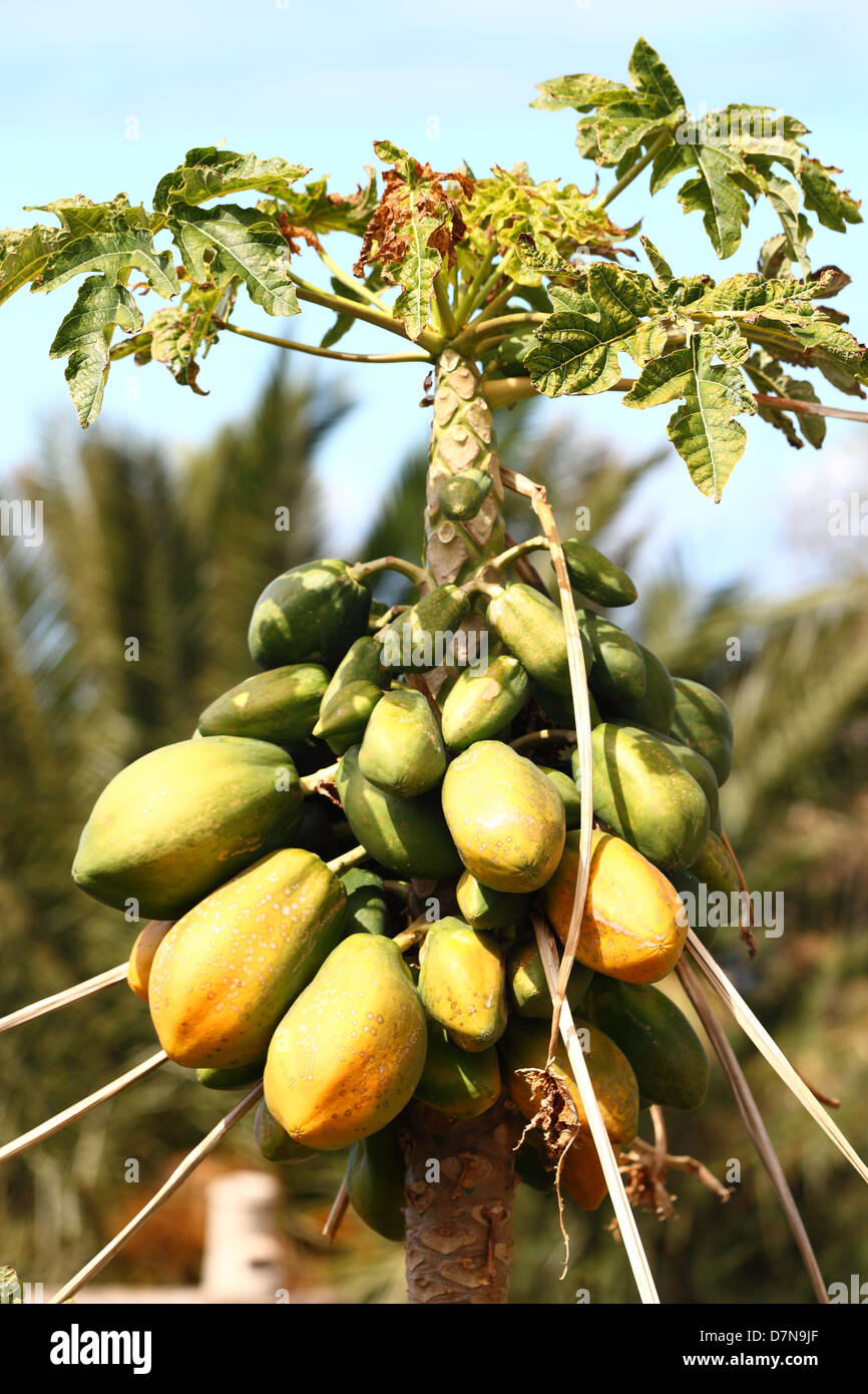 Full papaya tree hi-res stock photography and images - Alamy