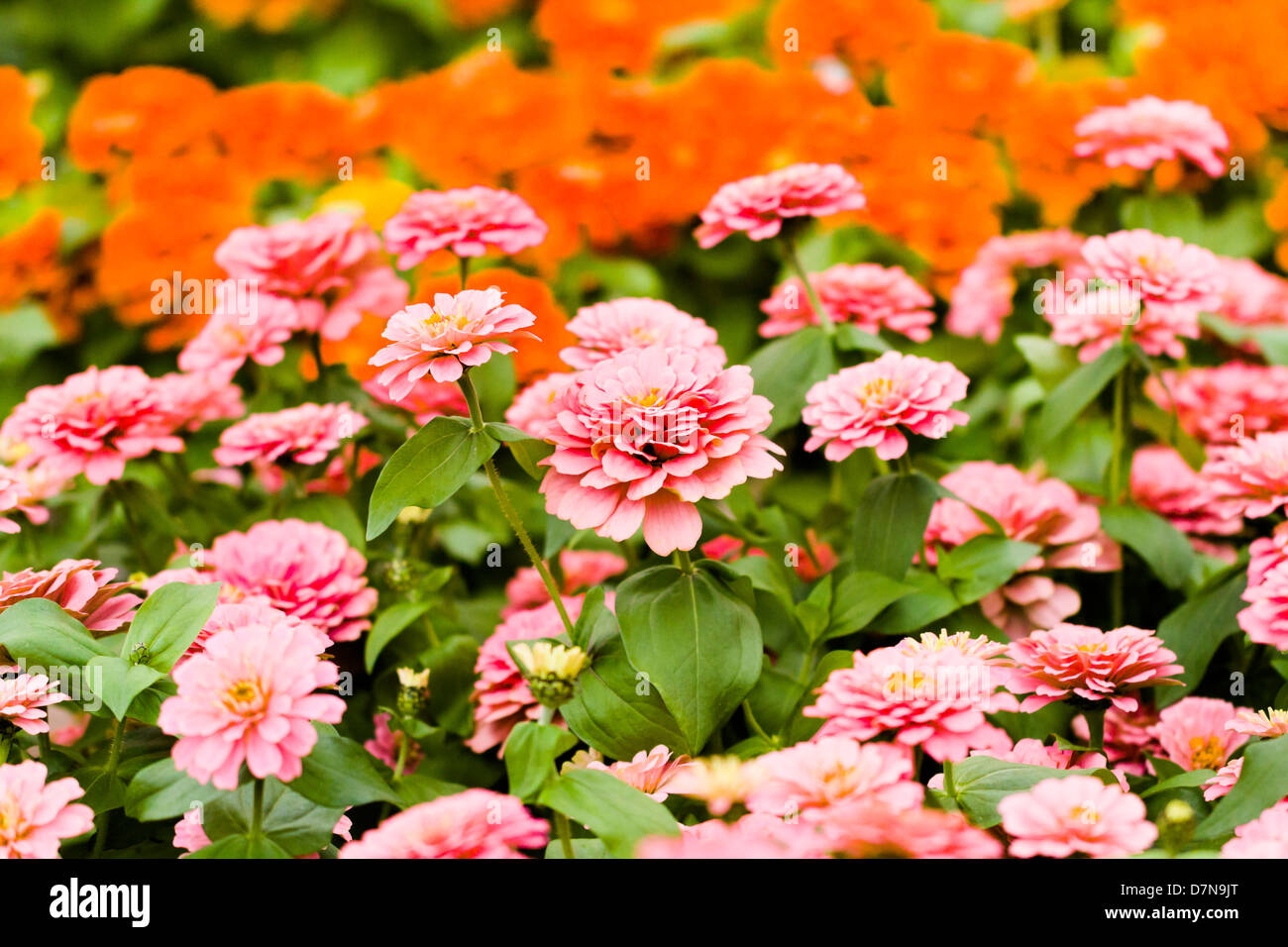 Spring flowers on display at local nursery Stock Photo - Alamy