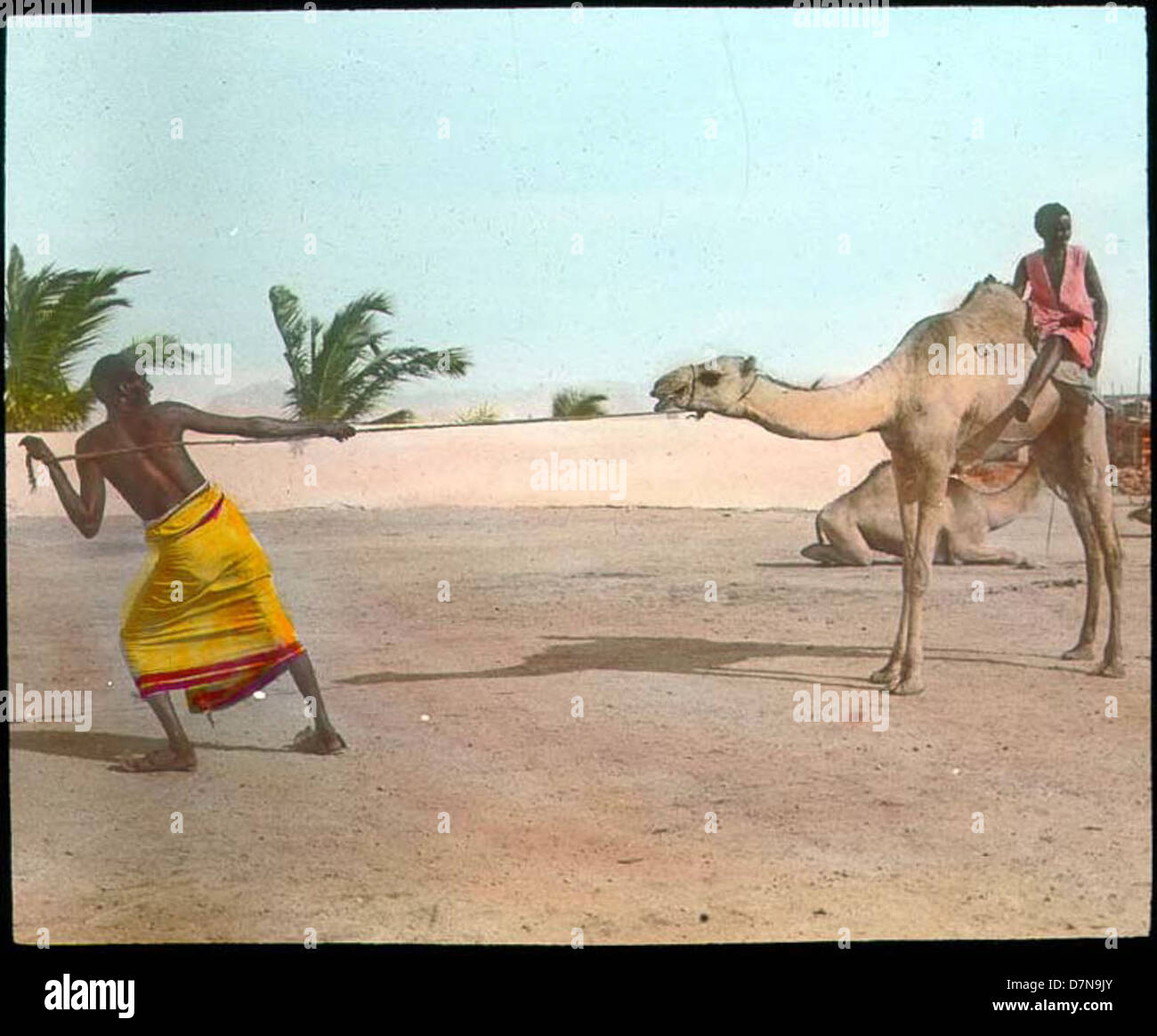 An 1896 photograph of camel breaking during an expedition led by Carl ...
