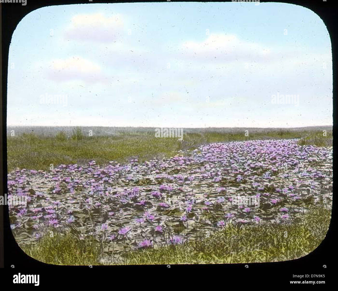 Carl Akeley's zoology expedition in British East Africa captures the ...