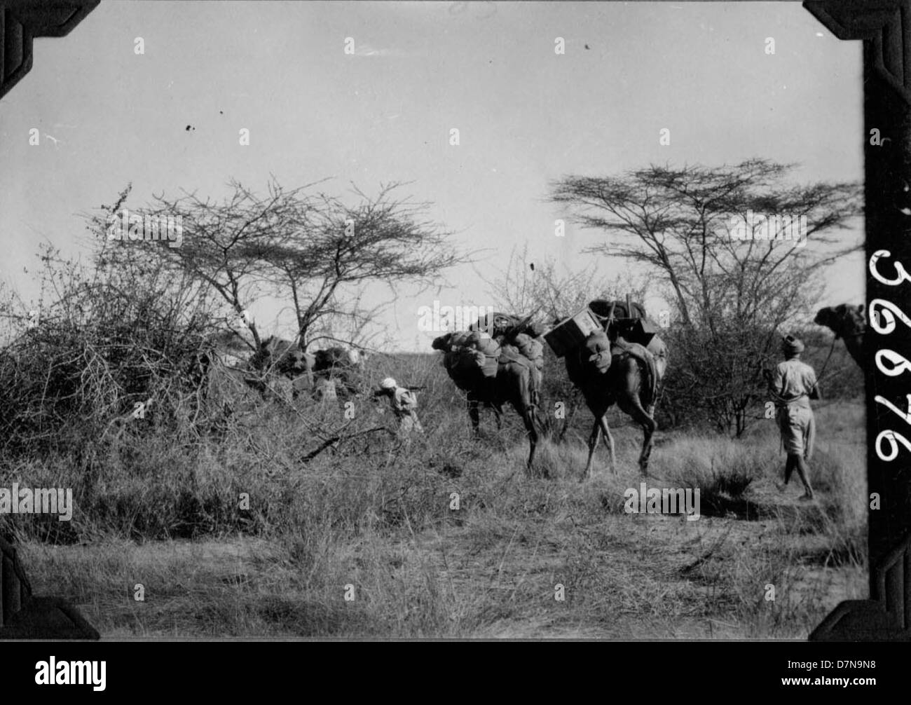 This photograph shows members of the Abyssinian Expedition, including ...
