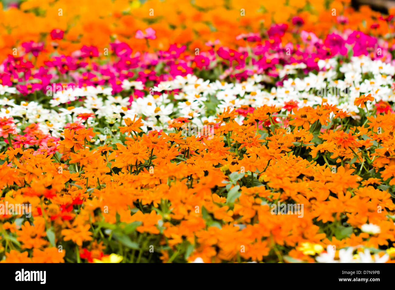 Spring flowers on display at local nursery Stock Photo - Alamy