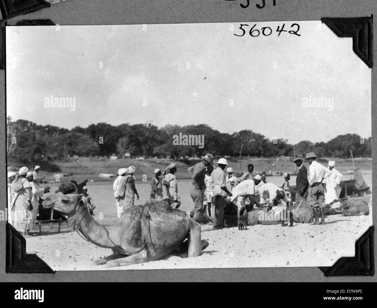 This image from the 1926-1927 Abyssinian Expedition features camels ...