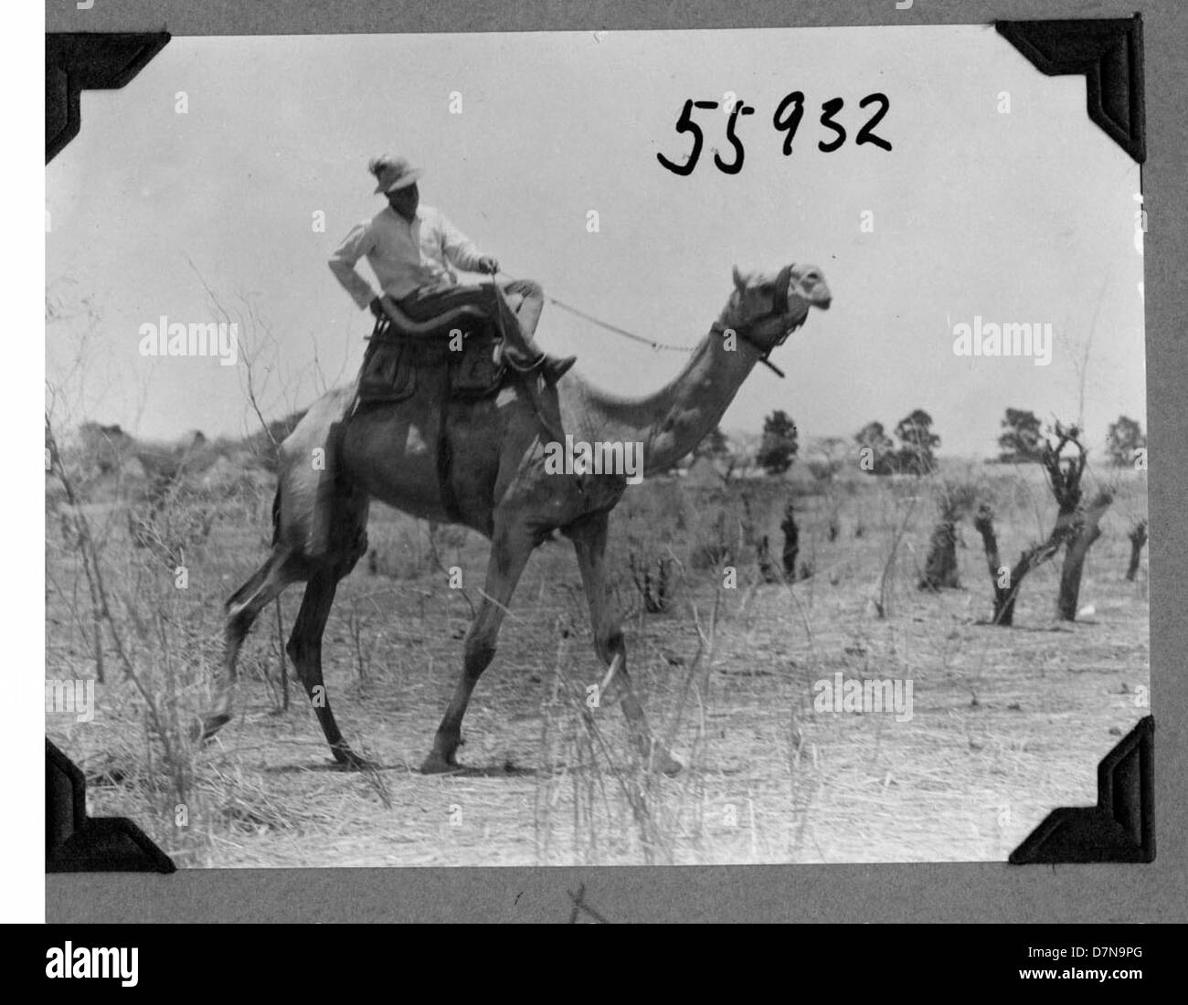 An expedition member rides a camel during the 1926-1927 Abyssinian ...