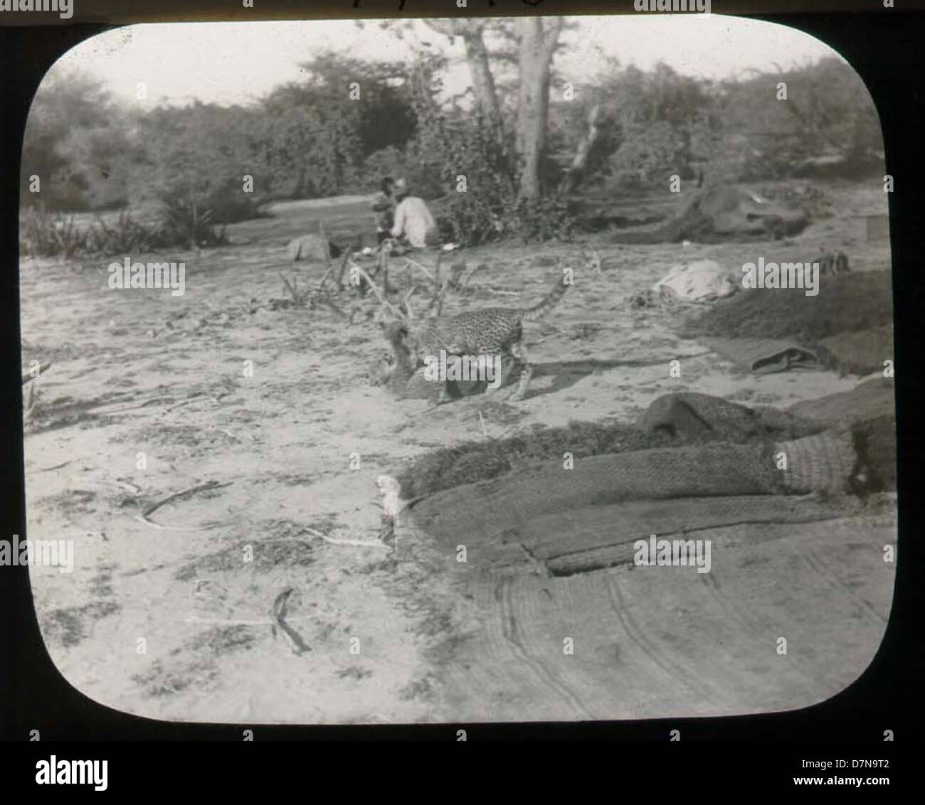 This image from 1896 shows young cheetahs at play in Somalia. Captured ...
