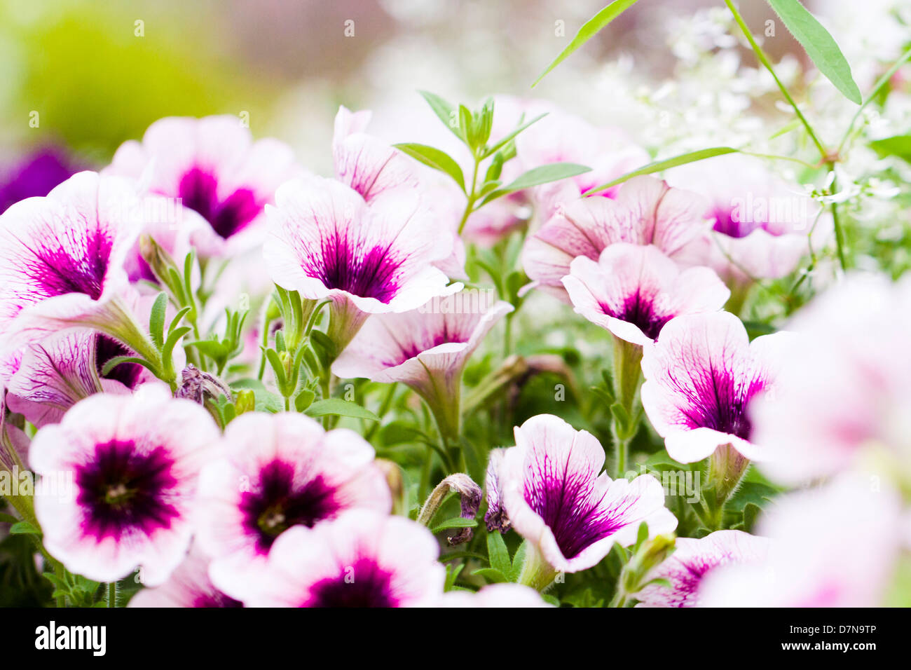 Spring flowers on display at local nursery Stock Photo - Alamy