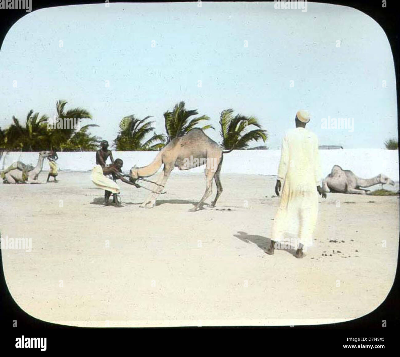 Animaltraining hi-res stock photography and images - Alamy