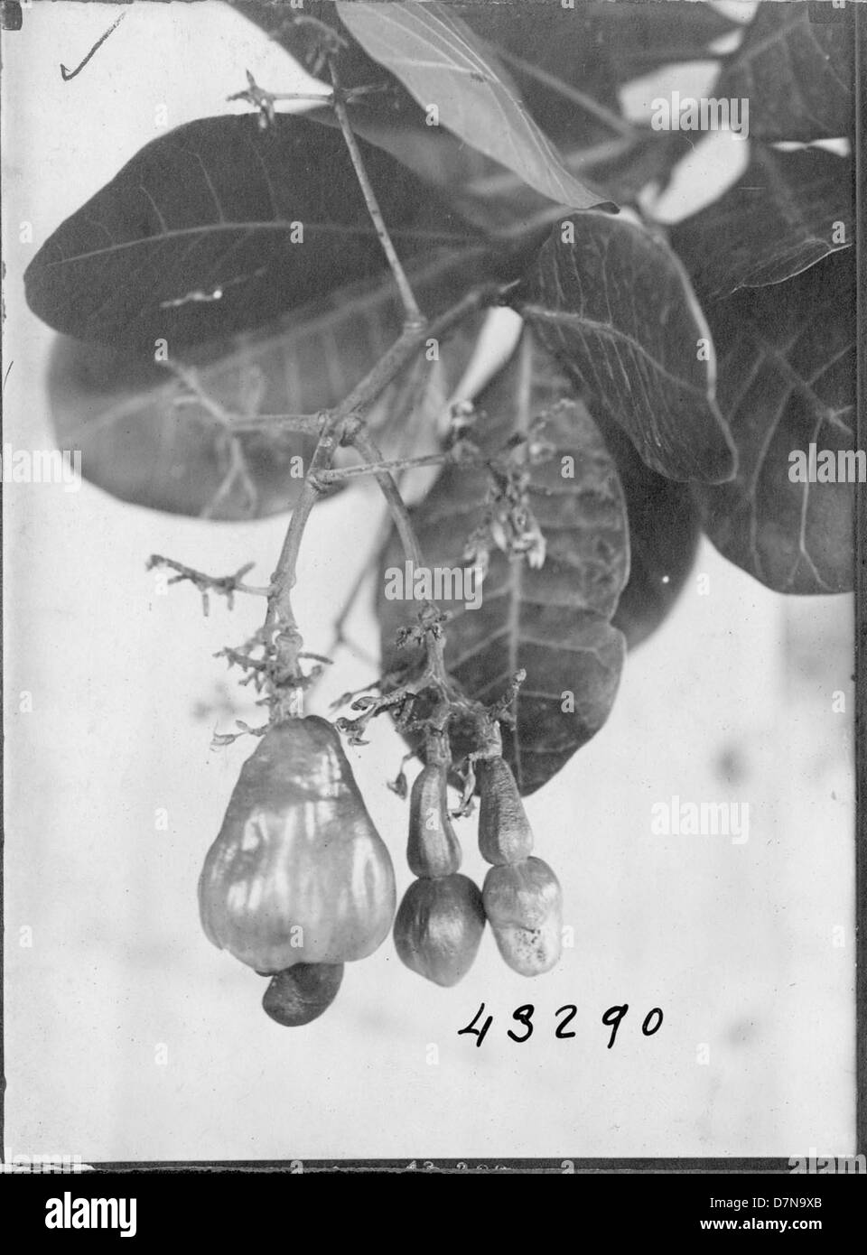 Cashew field Black and White Stock Photos & Images - Alamy